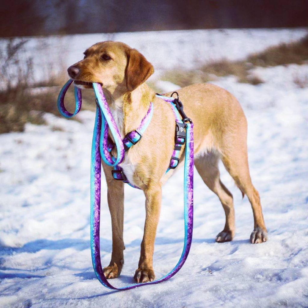 Szelki guardy dla psa | Aqua Violet | Warsaw Dog