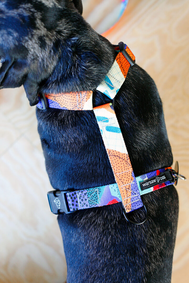 Szelki guardy dla psa | Doggo Artisto | Warsaw Dog