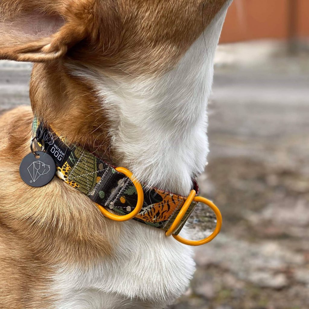 Kolorowe okucia w akcesoriach dla psa - WARSAW DOG