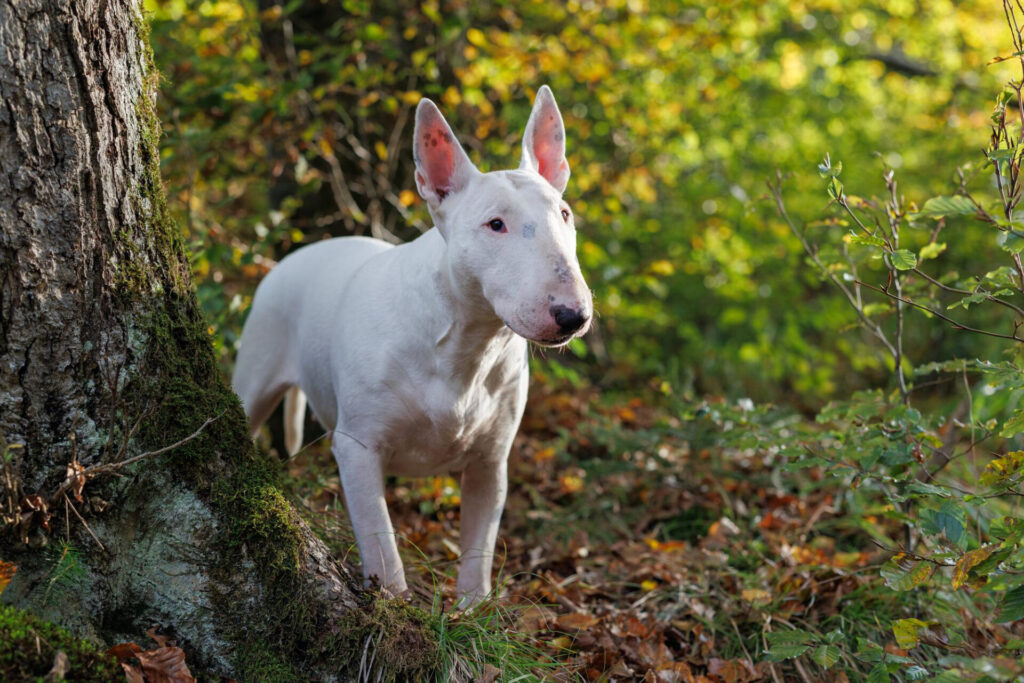 Bulterier - wulkan energii i oddany przyjaciel - WARSAW DOG