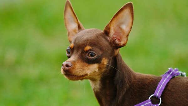 Praski ratler - temperamentny, pewny siebie malec - WARSAW DOG