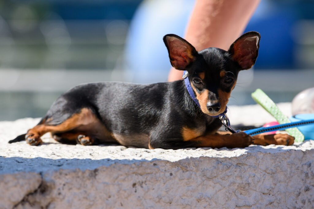 Praski ratler - temperamentny, pewny siebie malec - WARSAW DOG