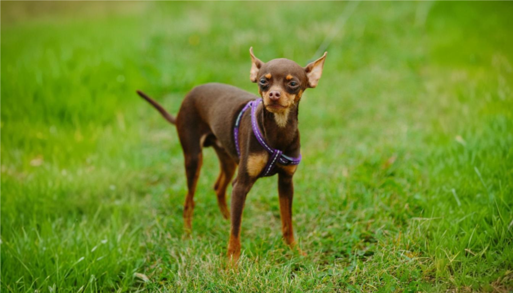 Praski ratler - temperamentny, pewny siebie malec - WARSAW DOG