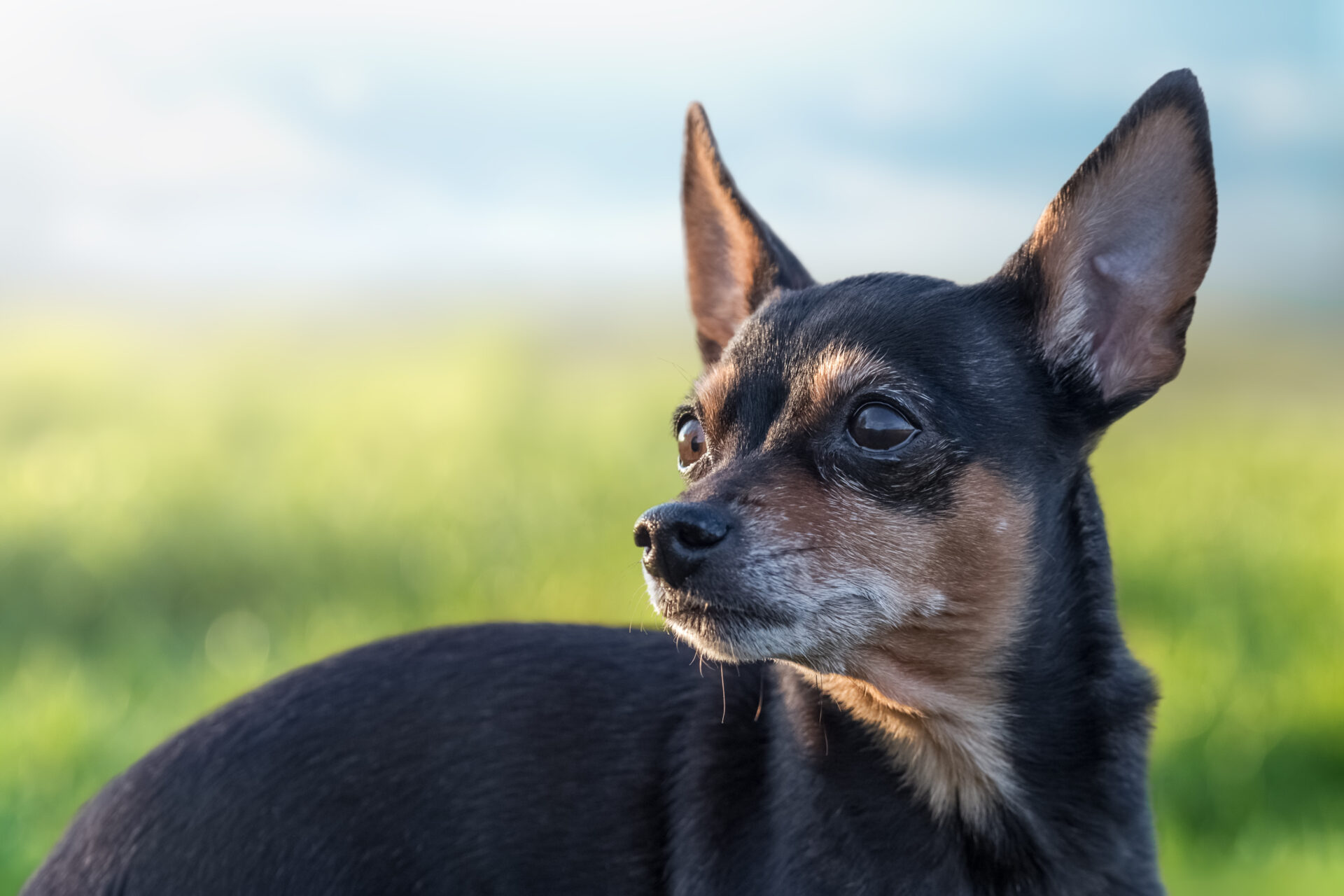 Praski ratler - temperamentny, pewny siebie malec - WARSAW DOG
