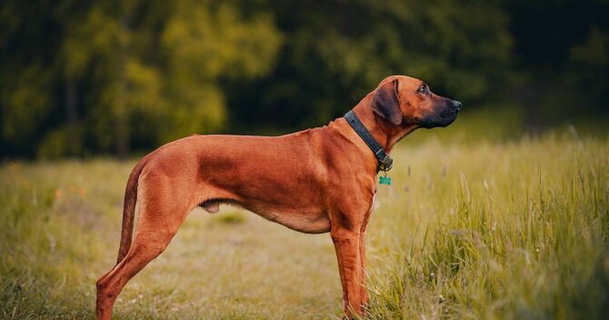 Rhodesian Ridgeback - pies na grubego zwierza - WARSAW DOG