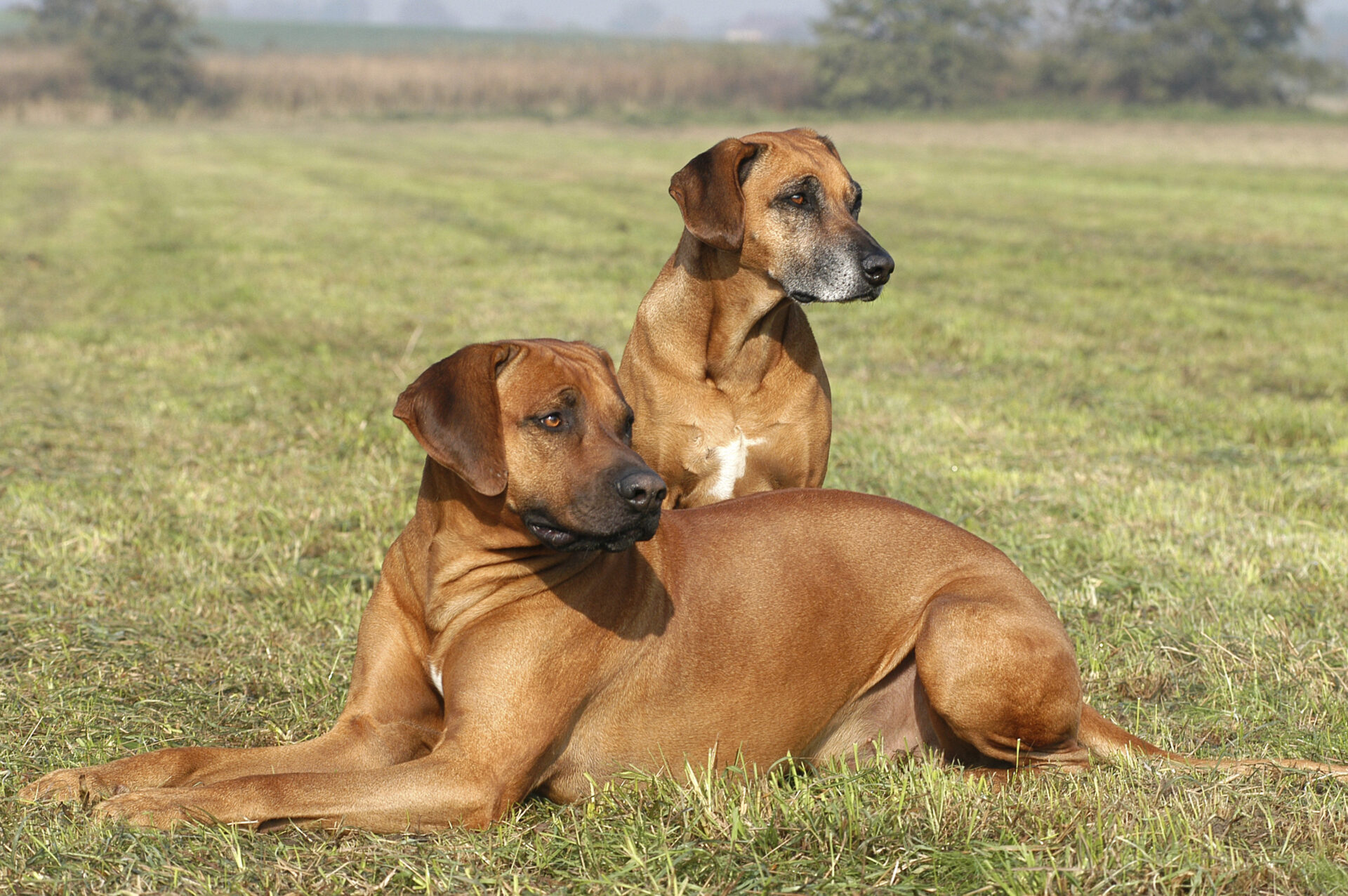 Rhodesian Ridgeback - pies na grubego zwierza - WARSAW DOG