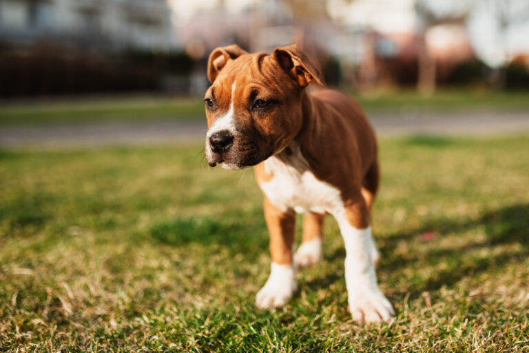 Staffordshire Bull Terrier (Staffik) - pewny siebie towarzysz