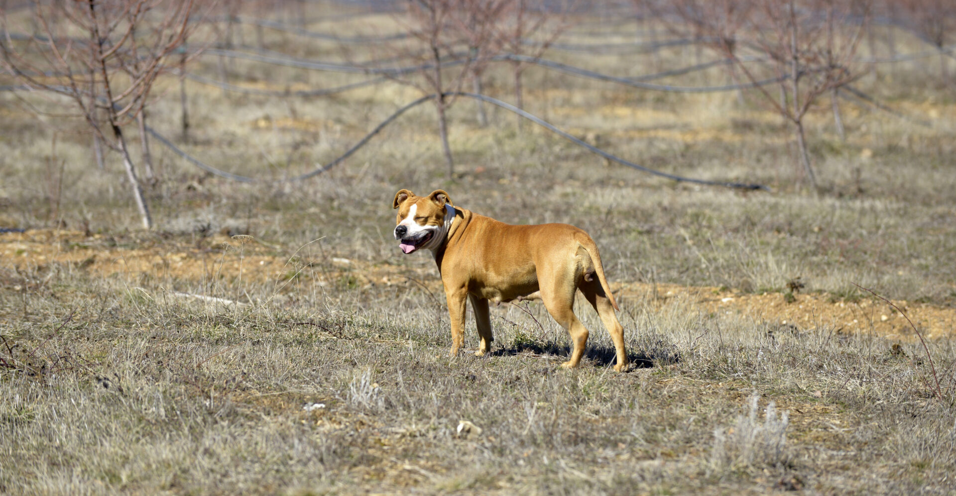 Staffordshire Bull Terrier (Staffik) - pewny siebie towarzysz