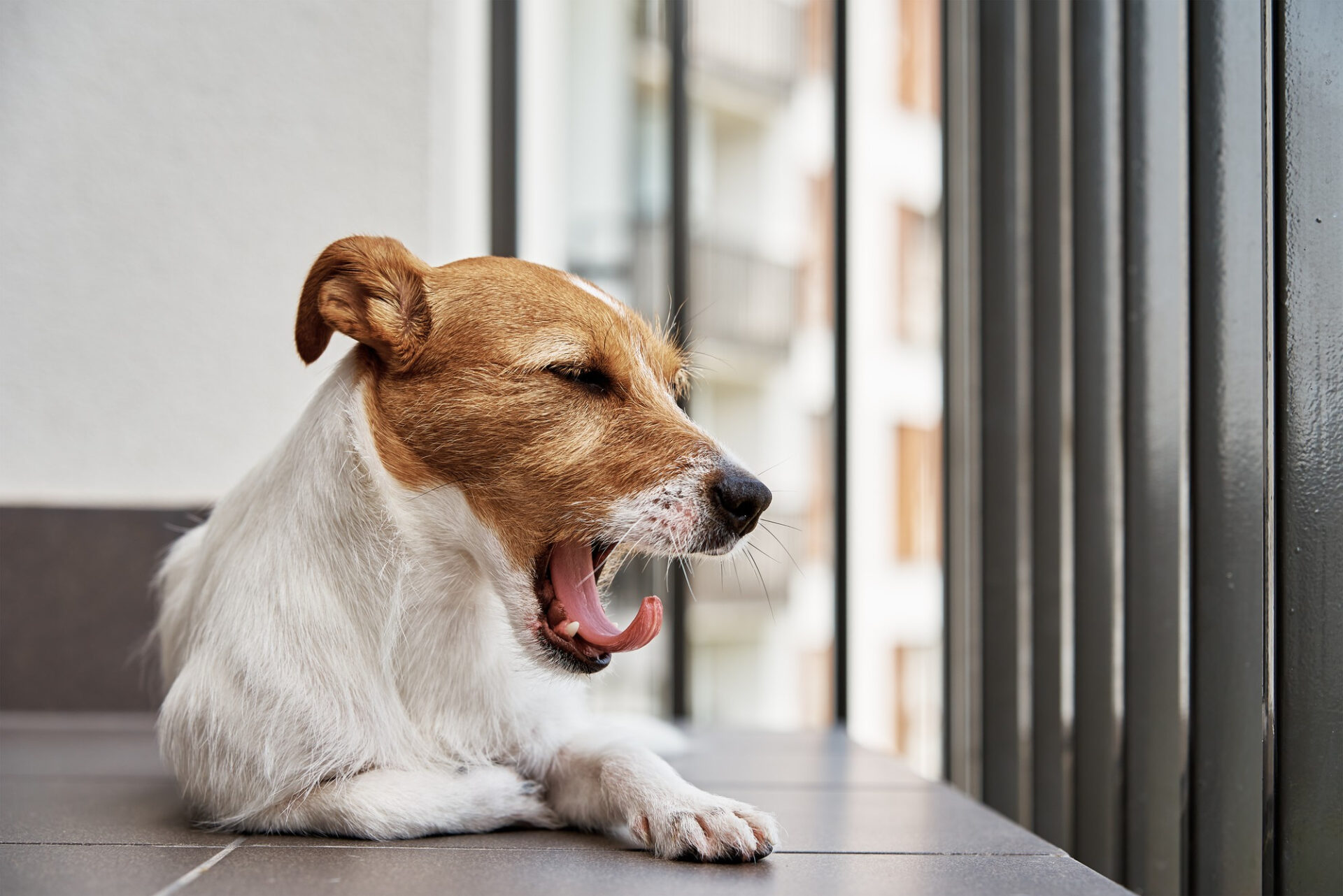 Wymioty u psa - co oznaczają? - WARSAW DOG