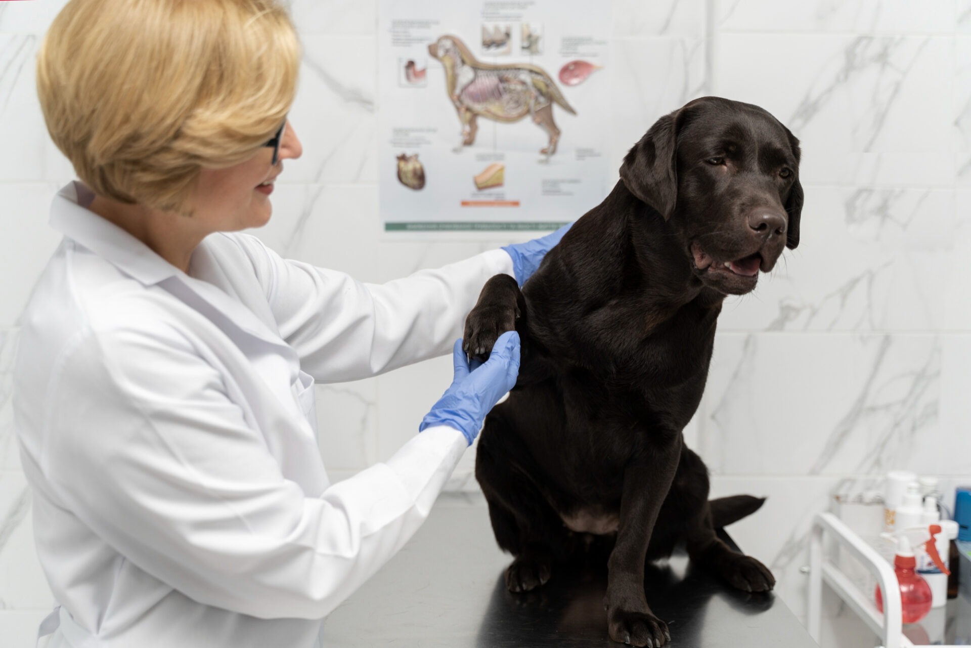 Dog castration - everything you need to know - WARSAW DOG
