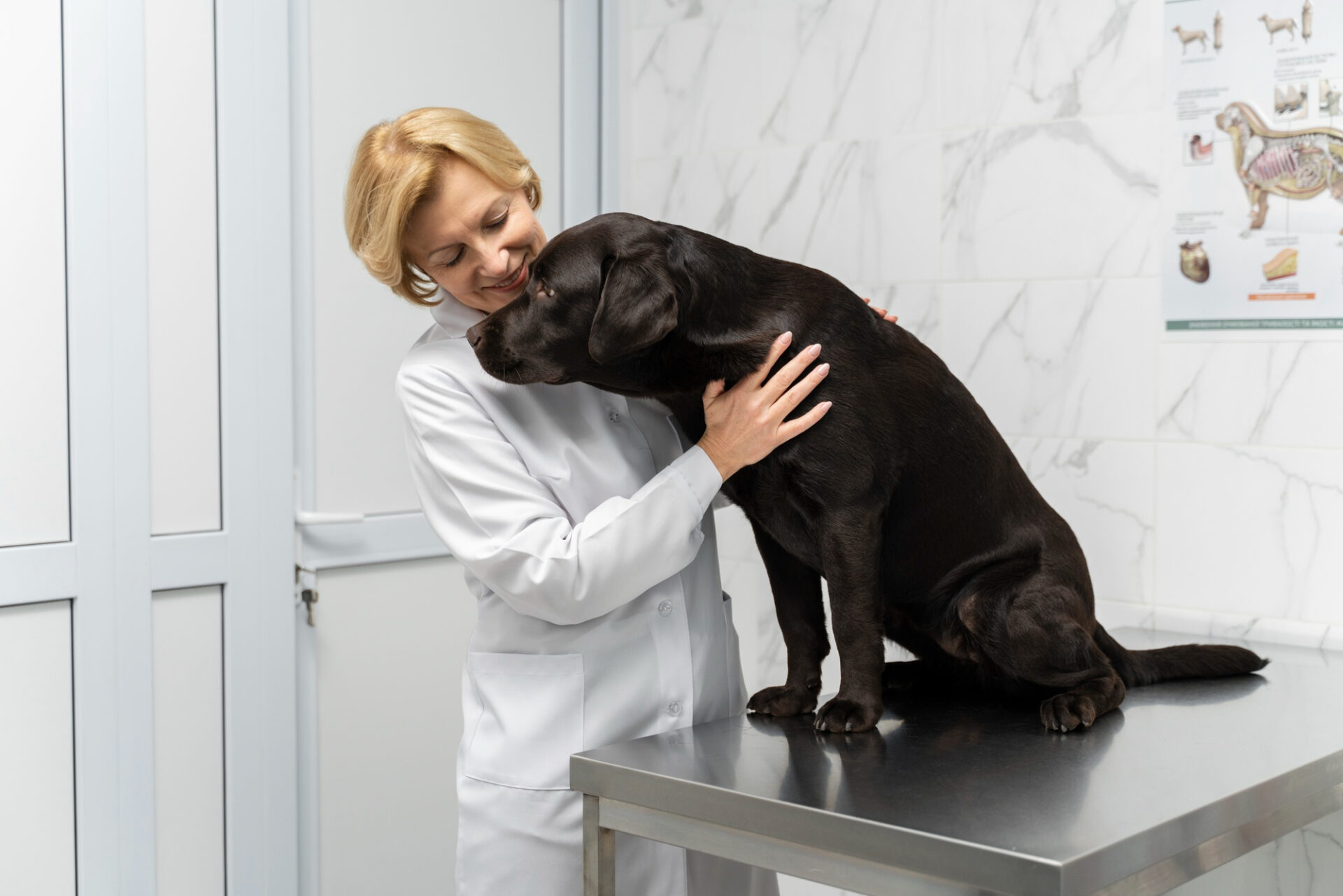 Dog castration - everything you need to know - WARSAW DOG