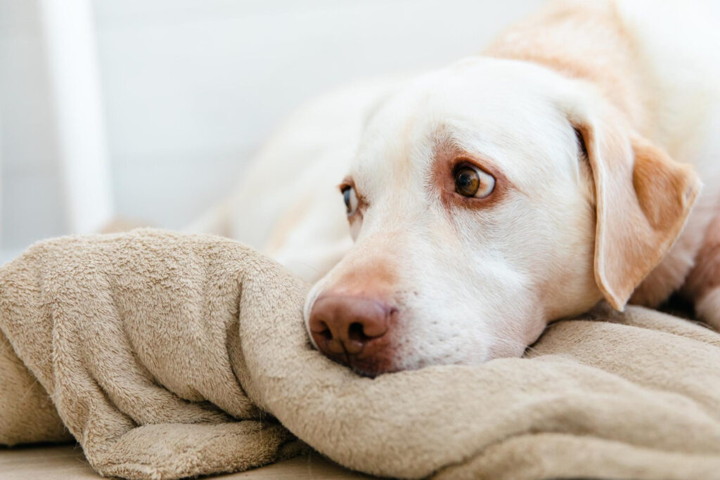 Giardia u psa - jakie są objawy i jak ją leczyć? - WARSAW DOG