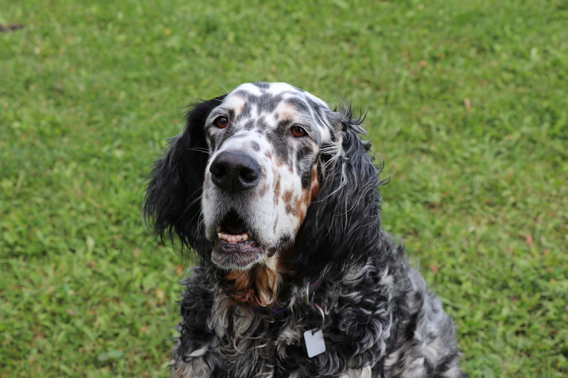 English Setter - noble hunting dog - WARSAW DOG
