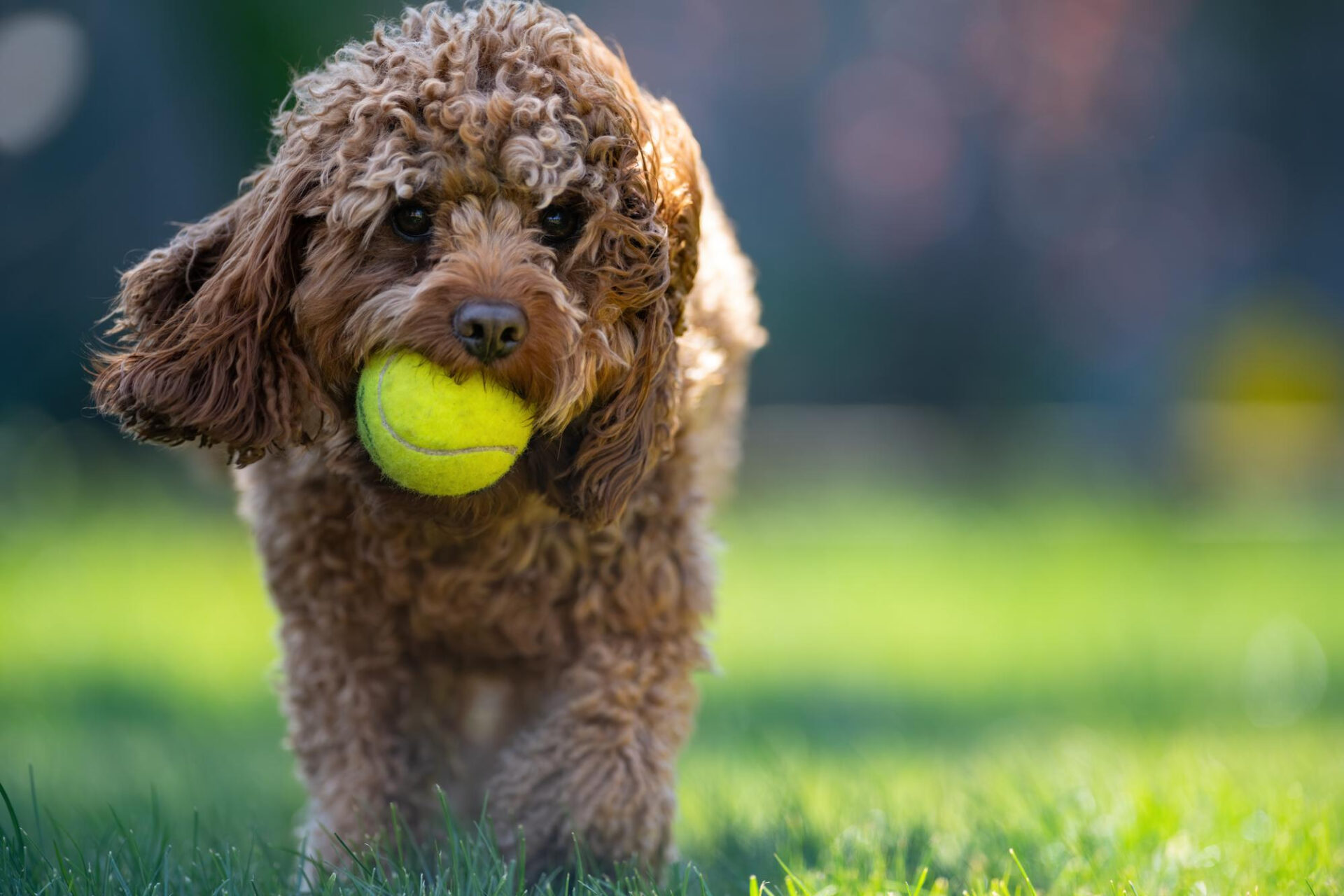 Cavapoo - the perfect family dog - WARSAW DOG